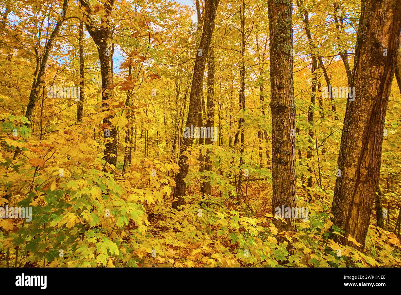 Vibrant Autumn Forest Canopy in Keweenaw with Fallen Leaves Stock Photo ...