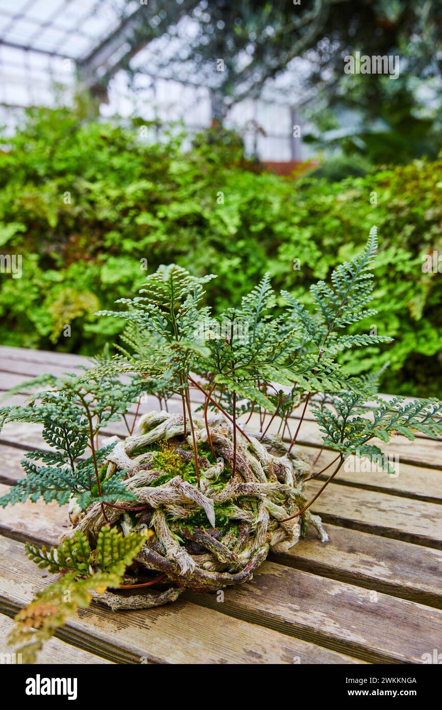 Lush Greenhouse Fern in Organic Pot, Eye-Level View Stock Photo - Alamy