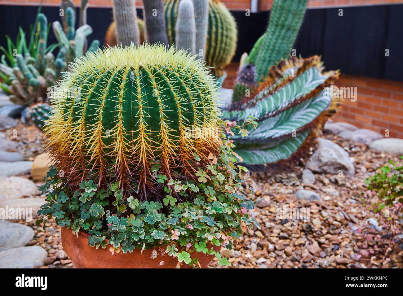 Vibrant barrel cactus in hi-res stock photography and images - Alamy