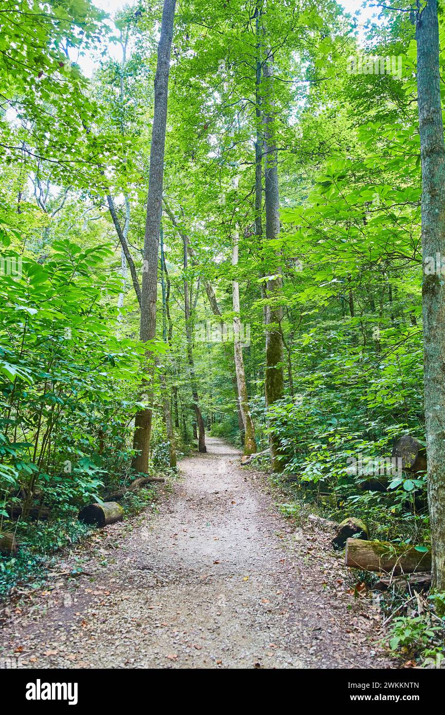 Woodland rejuvenation hi-res stock photography and images - Alamy