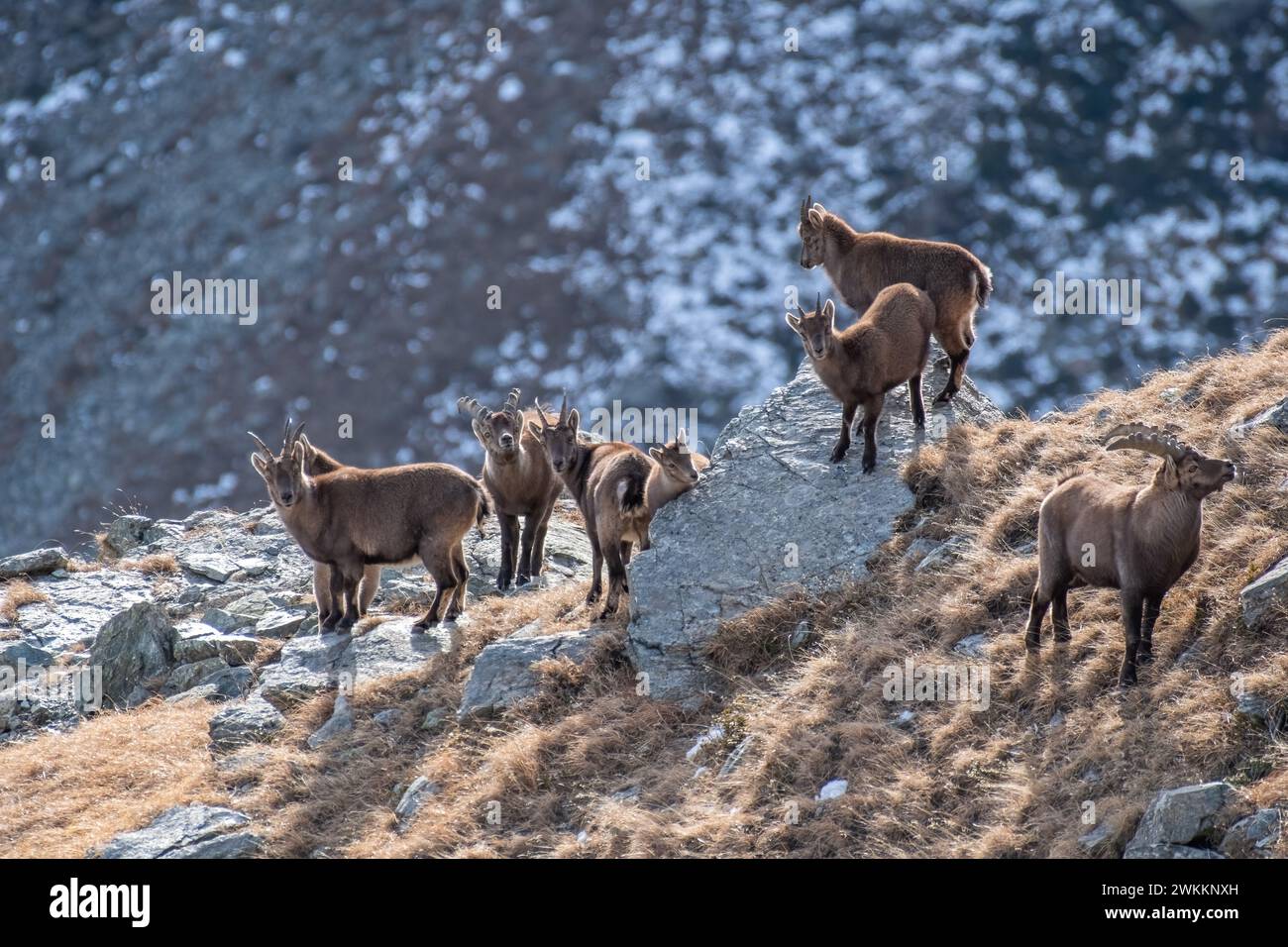 Family of Alpine ibexes at the edge of a cliff, including male females ...