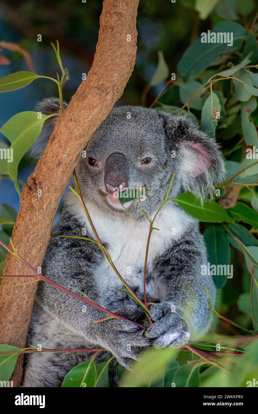 Koalas eating eucalyptus hi-res stock photography and images - Alamy