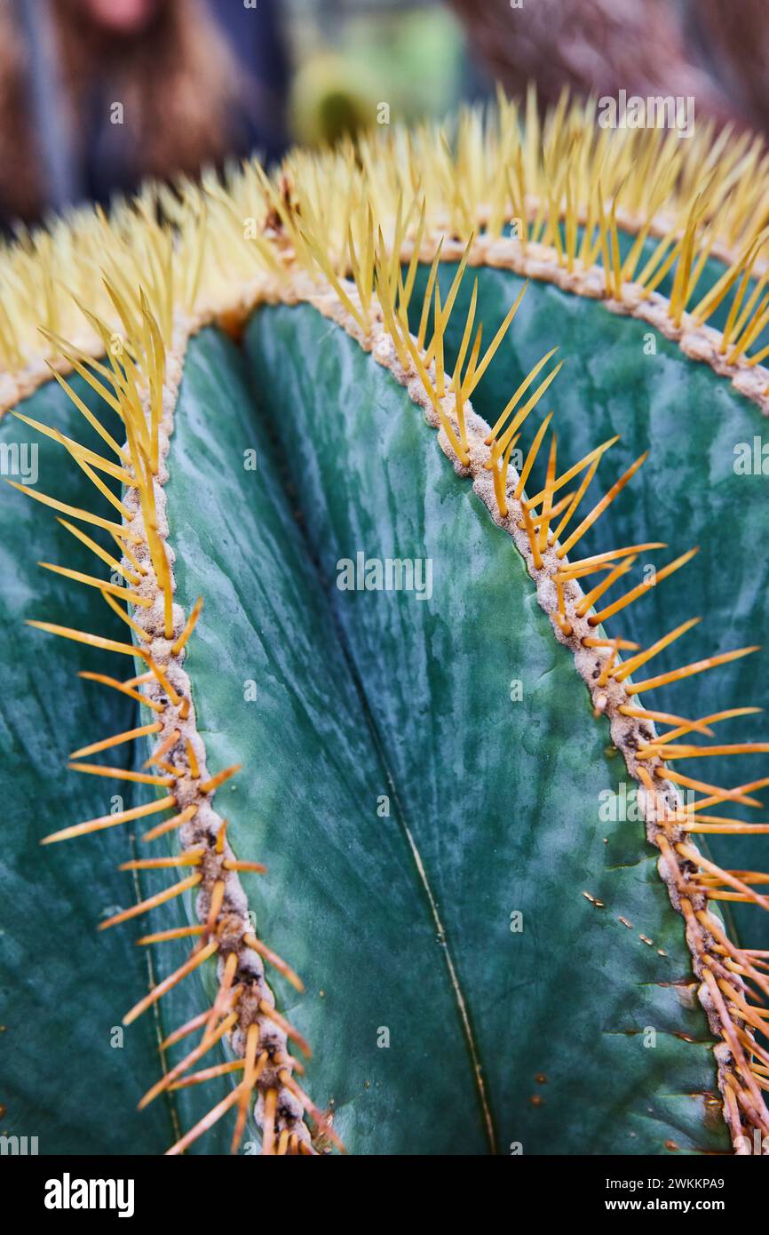 Close-Up Cactus Spines Texture in Botanical Garden Stock Photo - Alamy