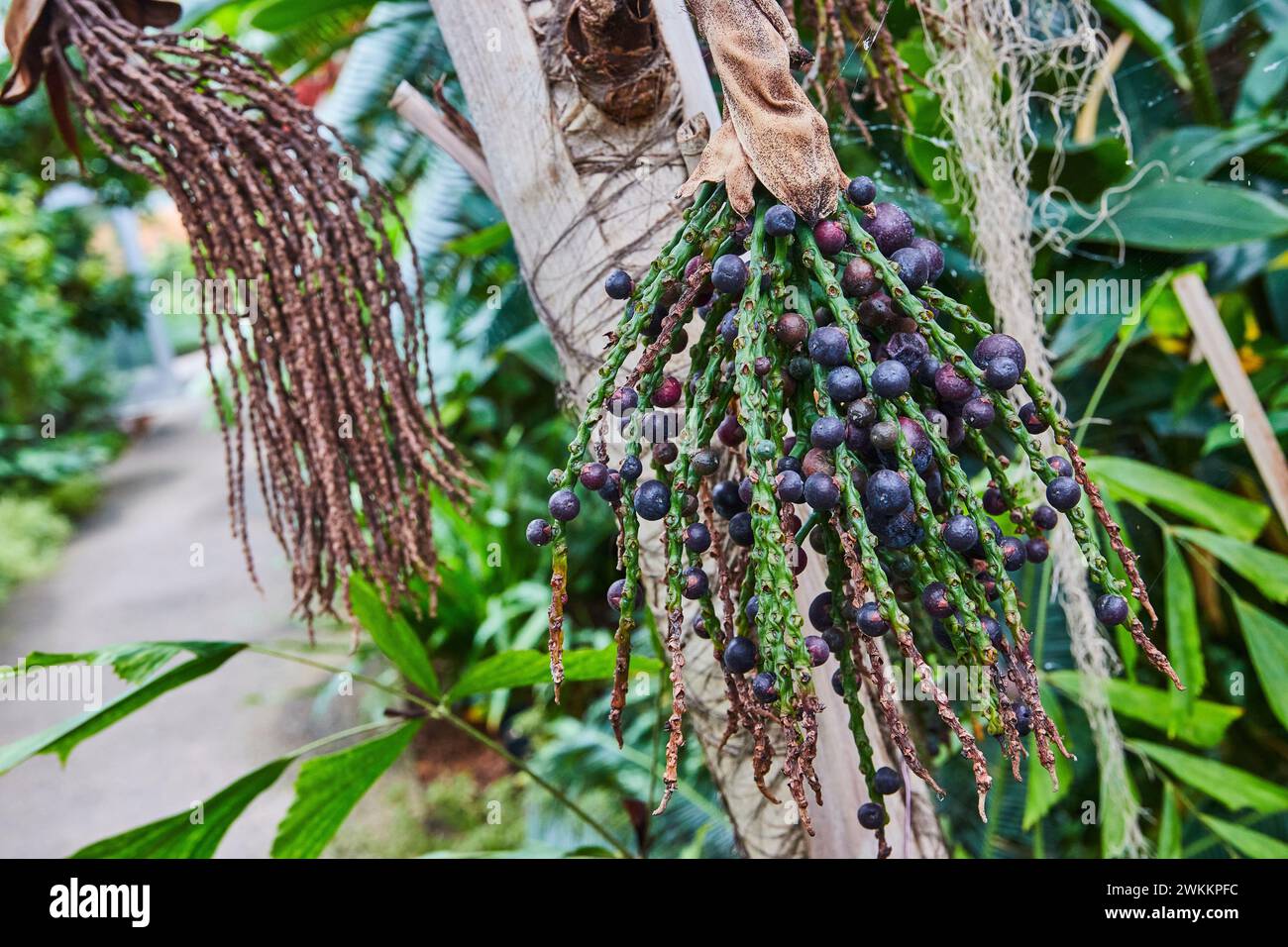 Exotic Purple Berries in Botanical Garden, Eye-Level View Stock Photo ...