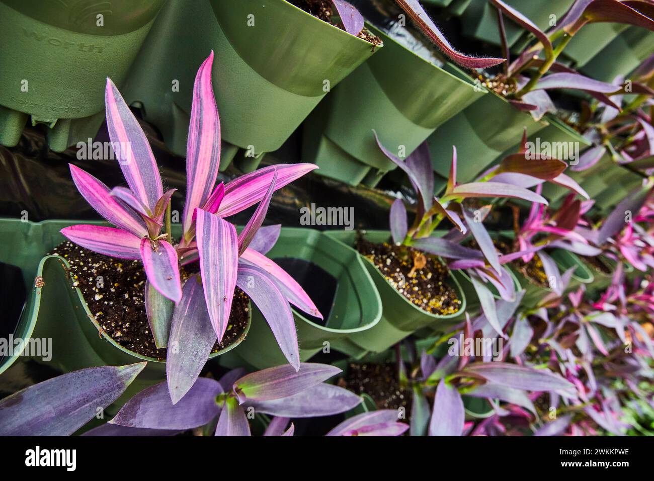 Matthaei garden hi-res stock photography and images - Alamy