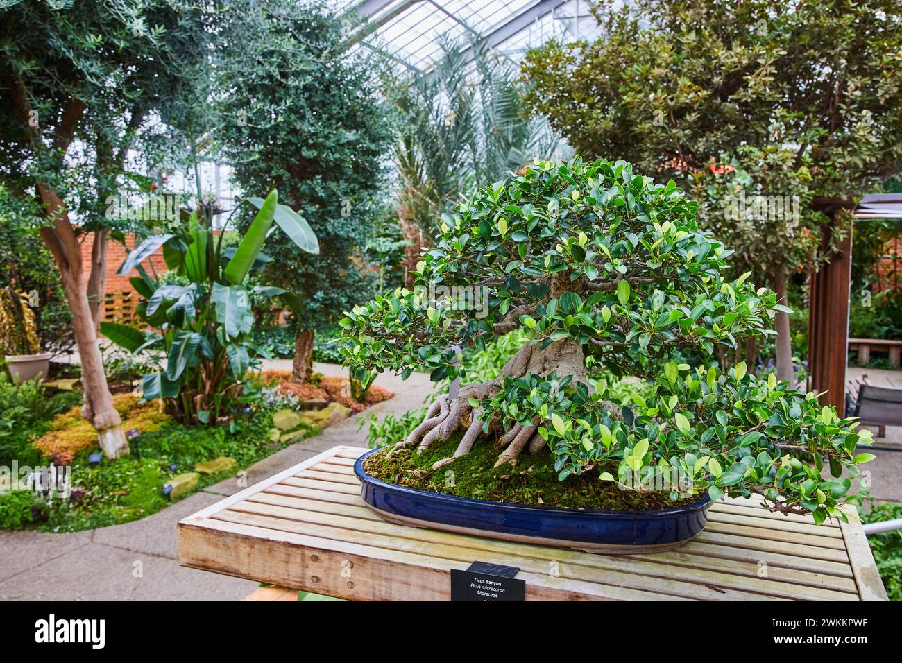 Bonsai display table hi-res stock photography and images - Alamy