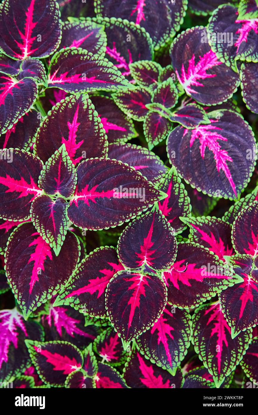 Colorful Coleus Plant Foliage Close-Up at Botanical Garden Stock Photo ...