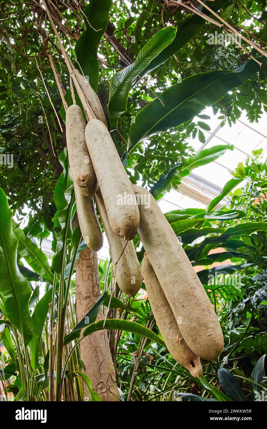 Tropical Seed Pods in Botanical Garden, Underneath Canopy View Stock ...