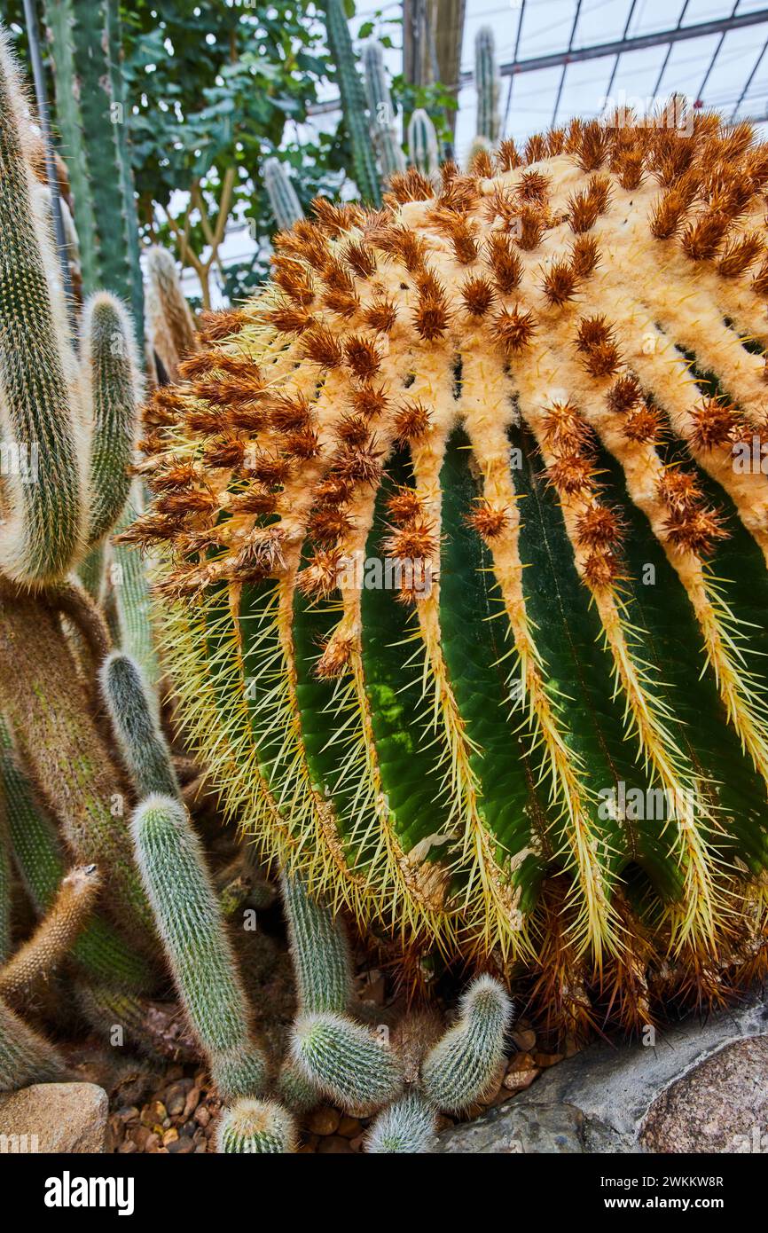 Diverse Cacti Textures at Botanical Garden, Eye-Level View Stock Photo ...