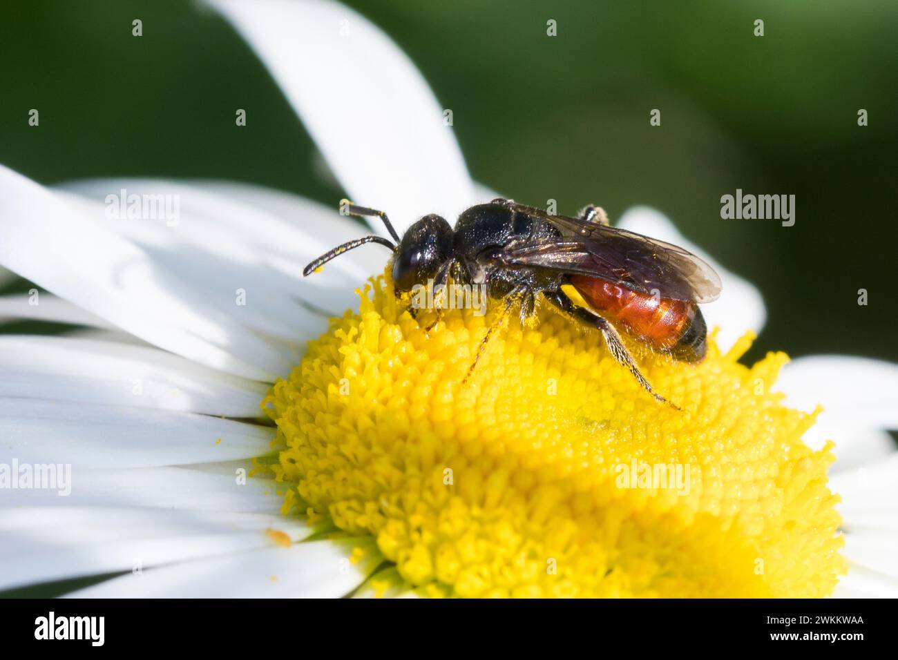 Blutbiene, Blütenbesuch auf Margerite, Sphecodes spec., Sweat bee ...