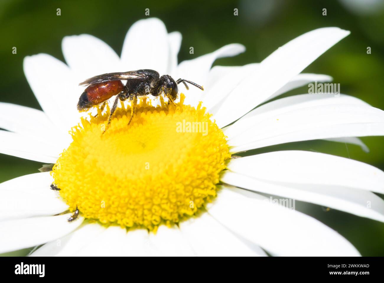Blutbiene, Blütenbesuch auf Margerite, Sphecodes spec., Sweat bee ...
