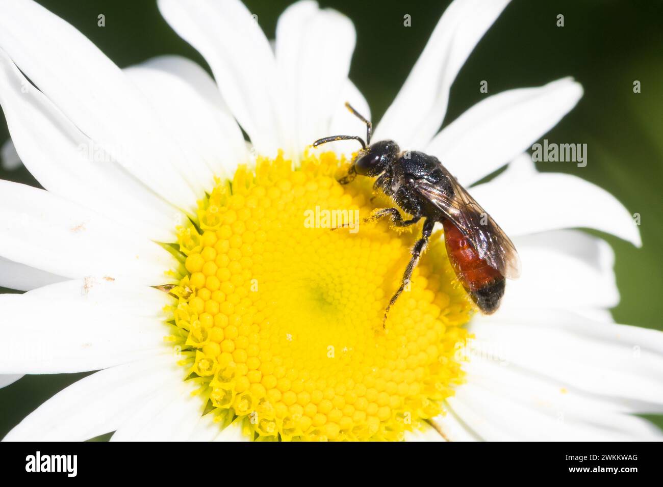 Blutbiene, Blütenbesuch auf Margerite, Sphecodes spec., Sweat bee ...