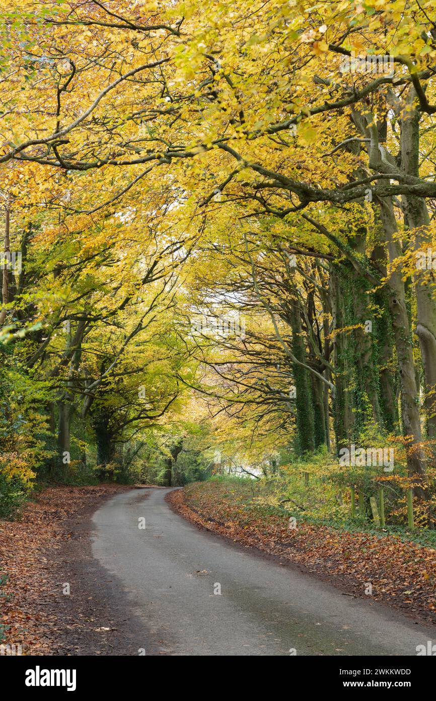 Country road running through autumnal deciduous woodland, Twinberrow ...