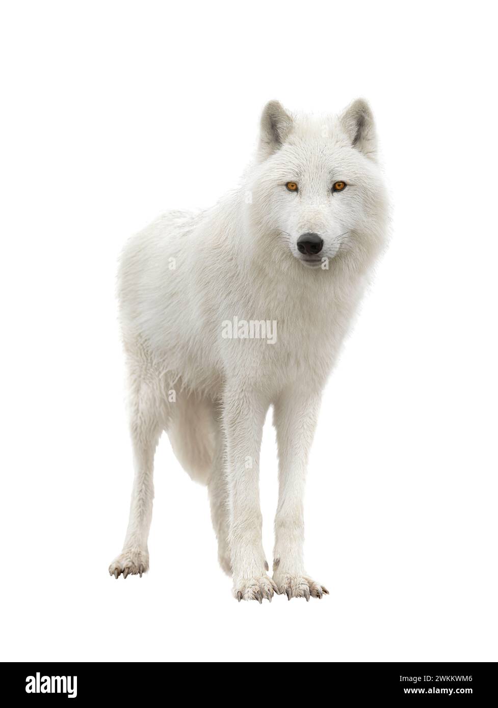 Polar wolf isolated on a white background Stock Photo - Alamy