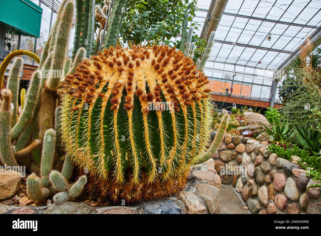 Barrel Cactus Dominance in Greenhouse Garden, Eye-Level View Stock ...