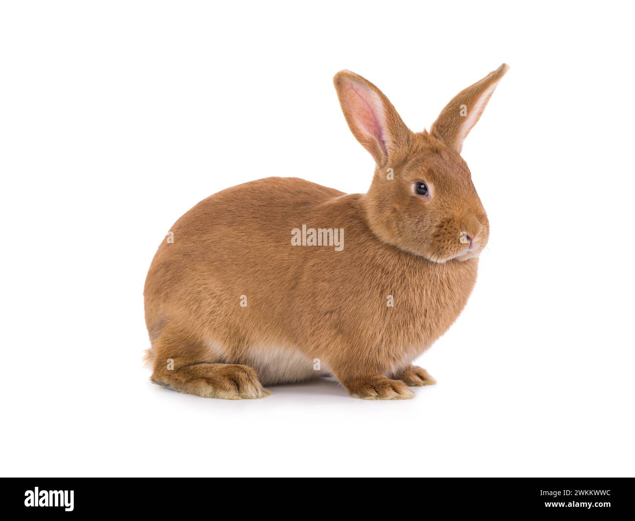 brown bunny is isolated on a white background Stock Photo - Alamy
