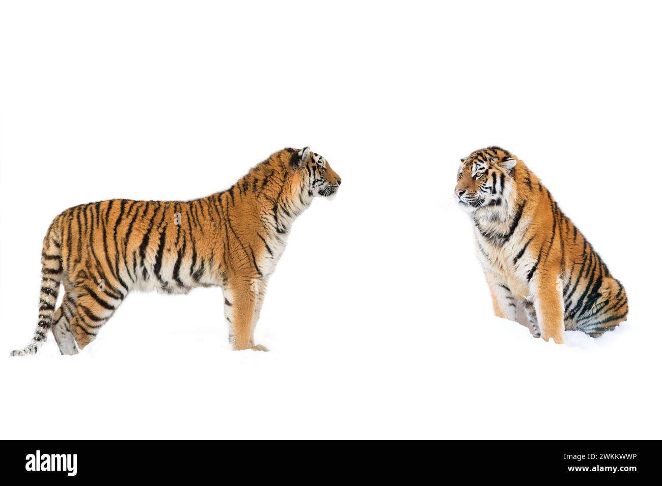 Snow tigers Cut Out Stock Images & Pictures - Alamy
