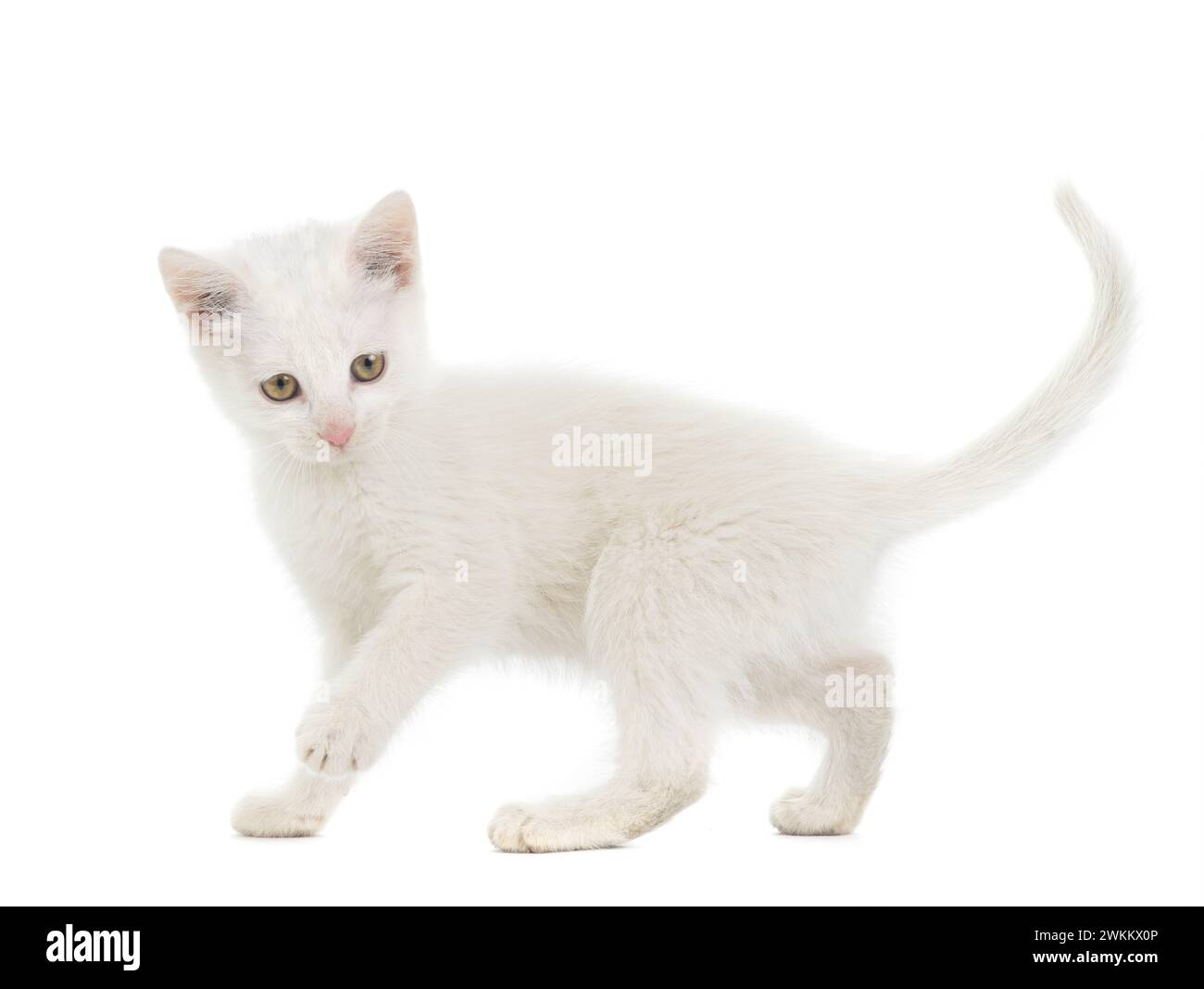 Running white kitten isolated on a white background Stock Photo - Alamy