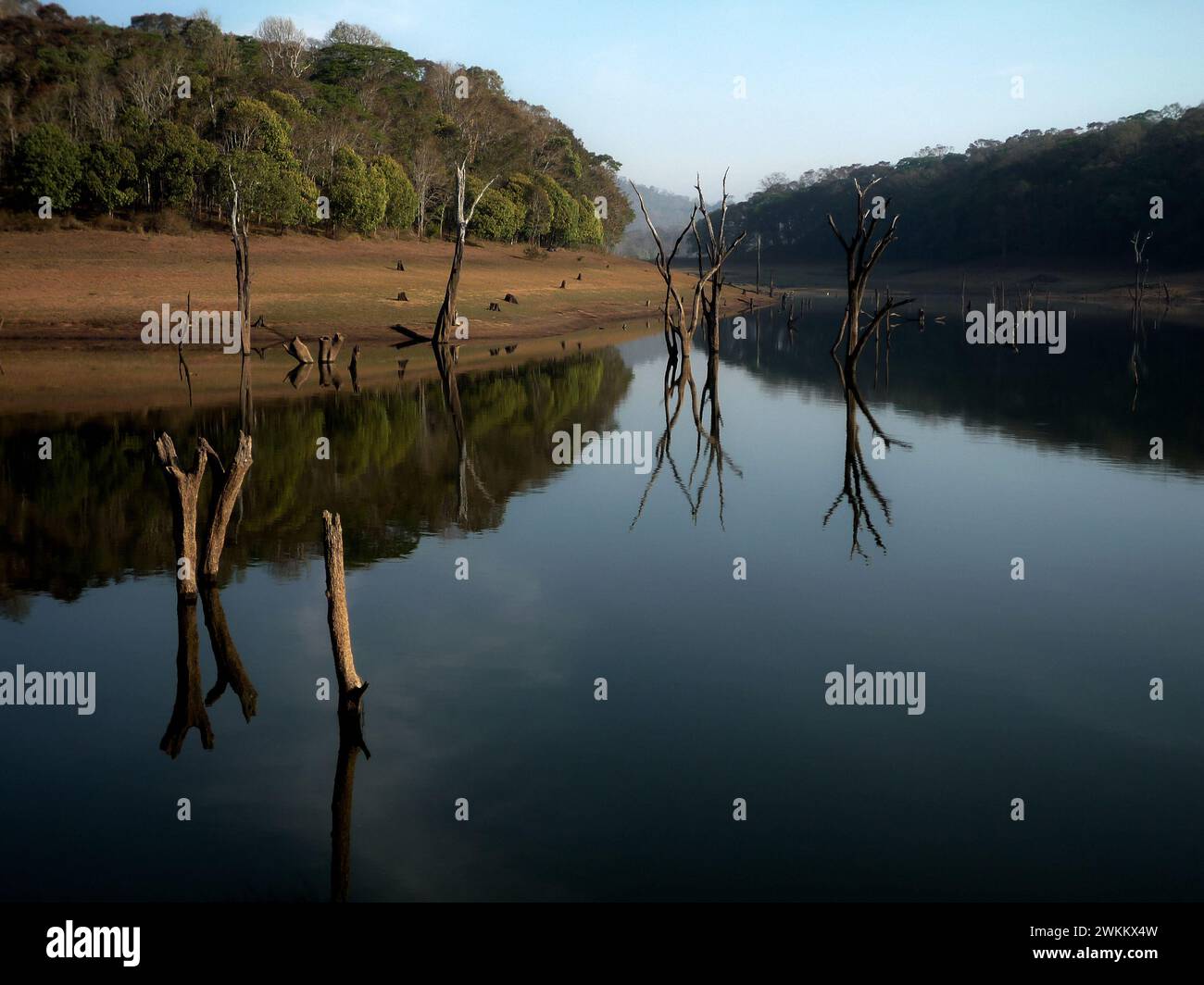 India, Kerala, Periyar: reflections at first light in the lake of the ...