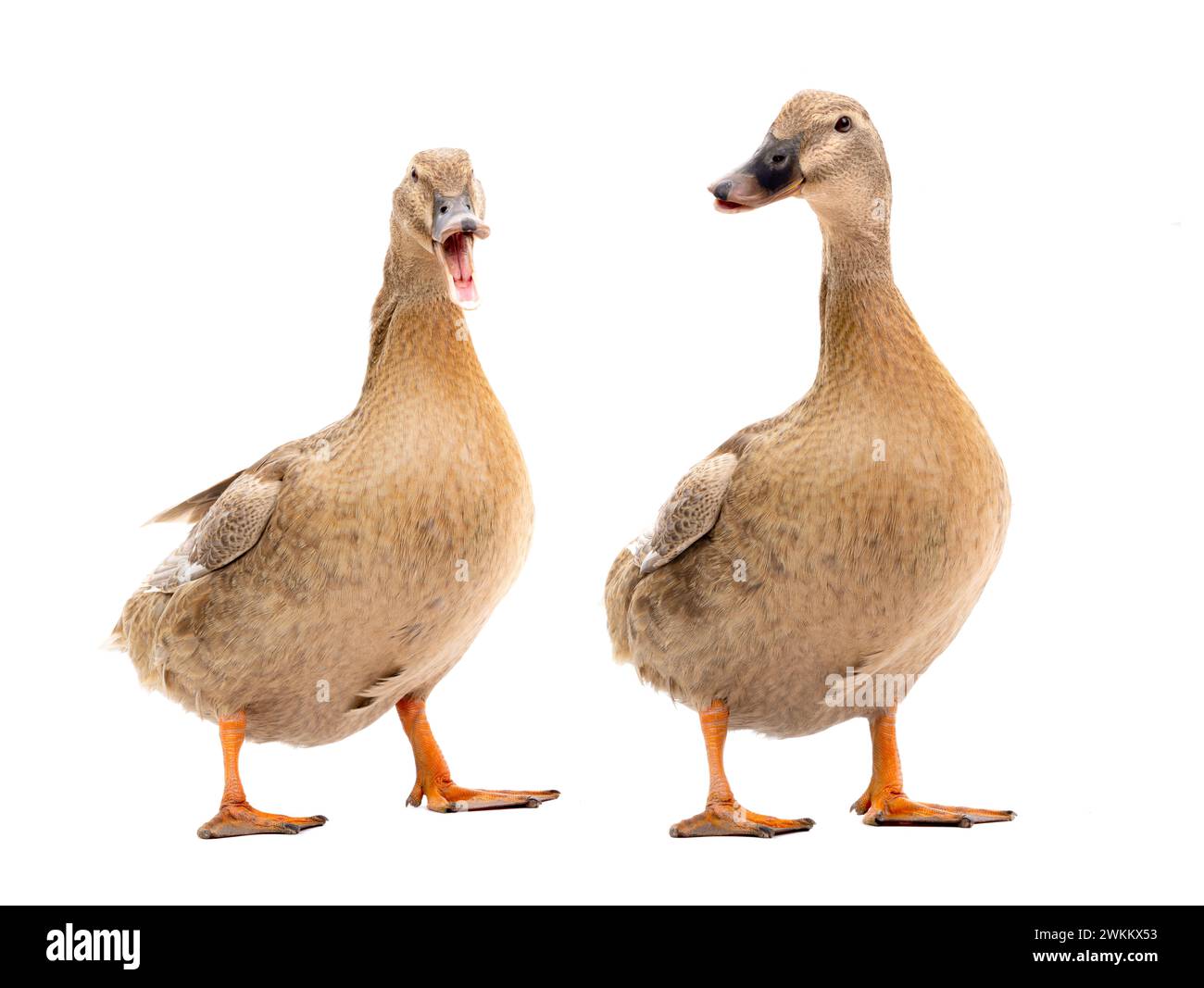 Duck mouth open Cut Out Stock Images & Pictures - Alamy