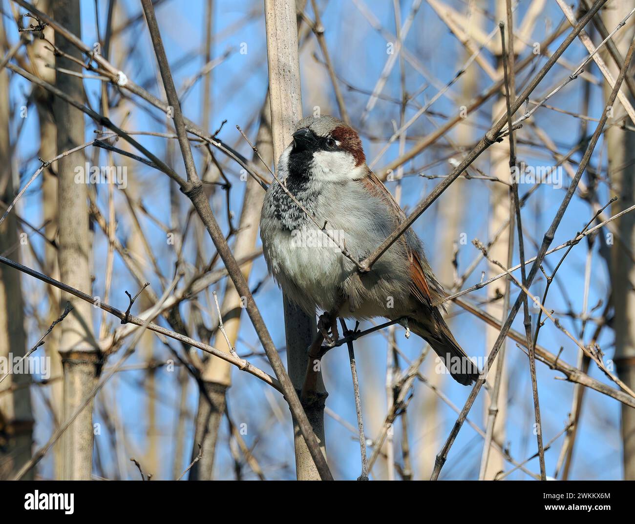 House sparrow (male), Haussperling, Spatz, Hausspatz, Moineau ...