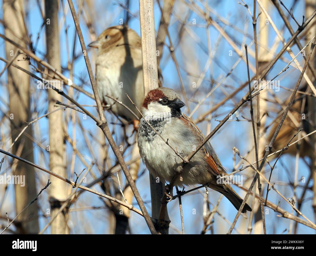House sparrow (male), Haussperling, Spatz, Hausspatz, Moineau ...