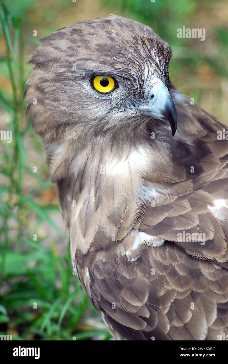 Adler snake hi-res stock photography and images - Alamy
