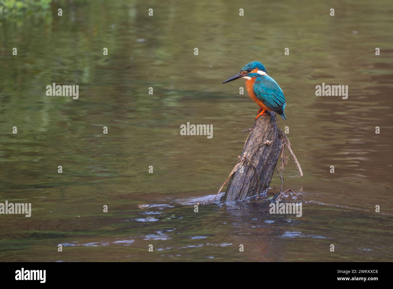Common Kingfisher - Alcedo atthis, beautiful small blue bird from world ...