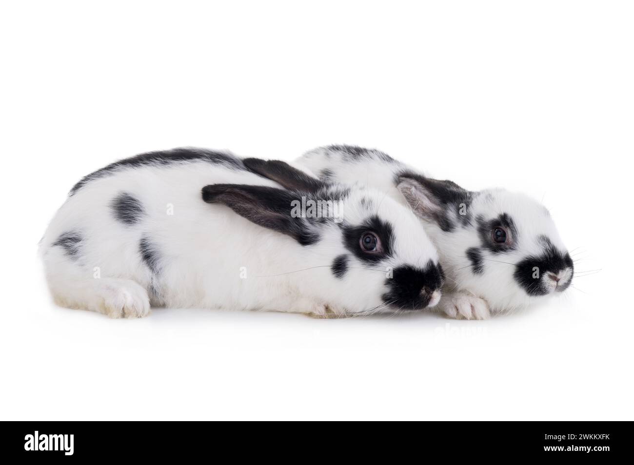 Two Dalmatian rabbit isolated on a white background Stock Photo - Alamy