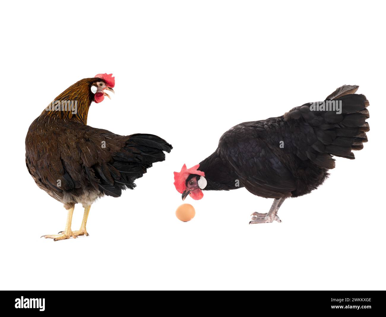 two hen looks at an egg. It is isolated on a white background Stock ...