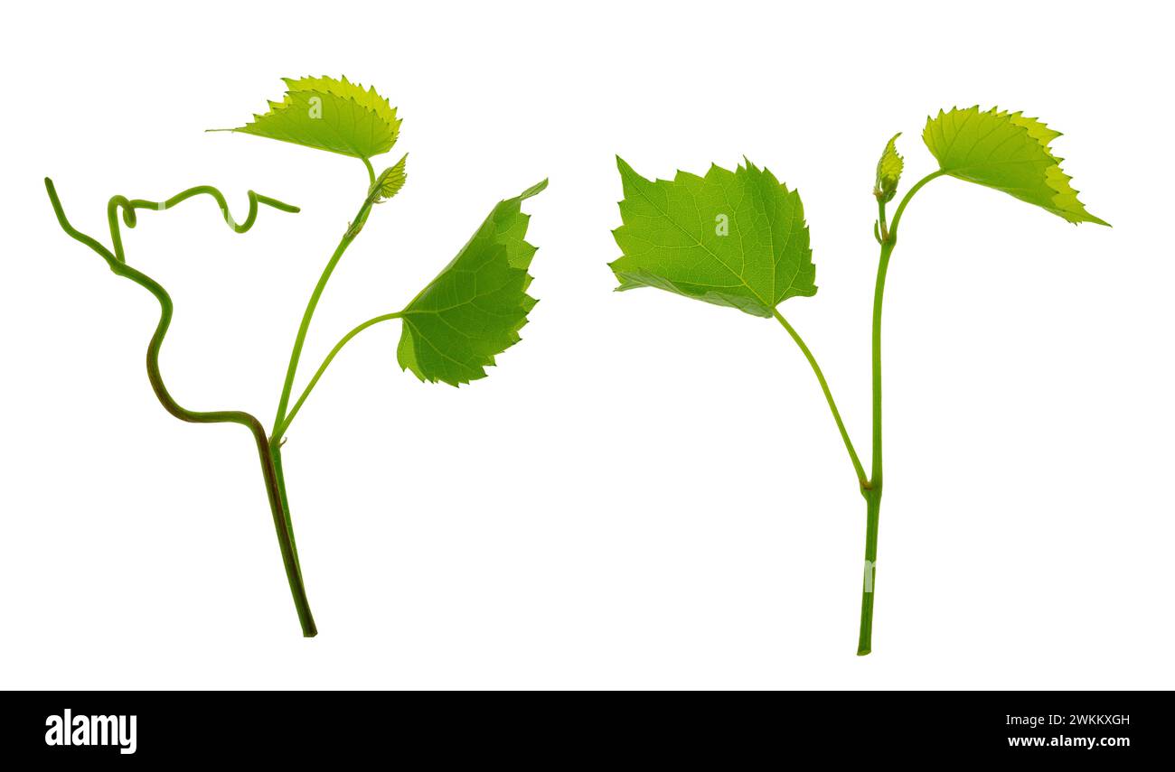 Set of vines with green leaves on a white background. A small fresh ...