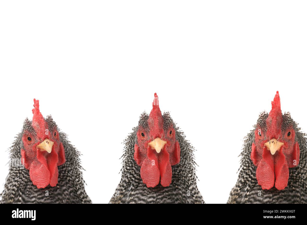 Waking rooster hi-res stock photography and images - Alamy