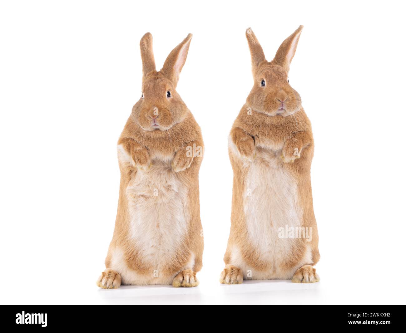 Two bunnies stand on their hind legs isolated on a white background ...