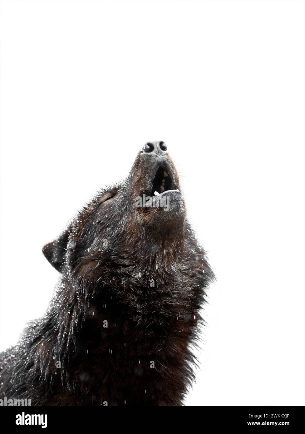 howling wolf during a snowfall. Isolated on a white background Stock ...