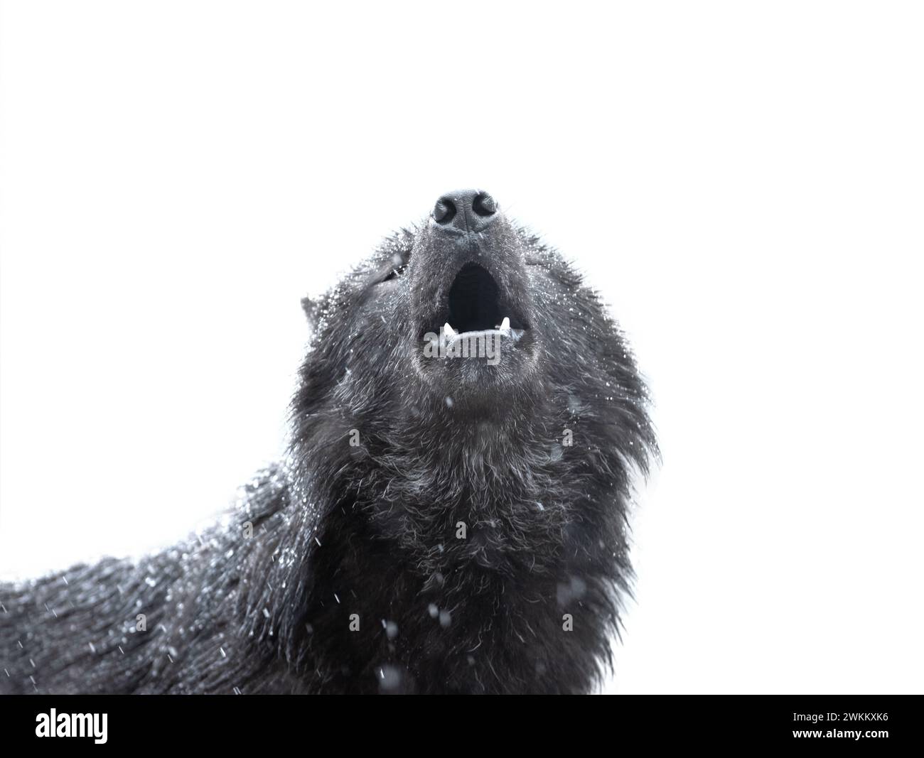 howling wolf during a snowfall. Isolated on a white background Stock ...