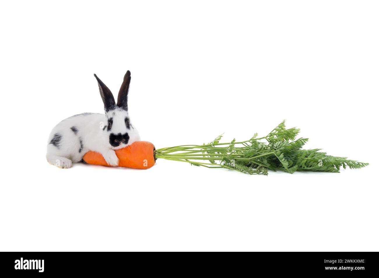 Rabbit with a carrot isolated on a white background Stock Photo - Alamy