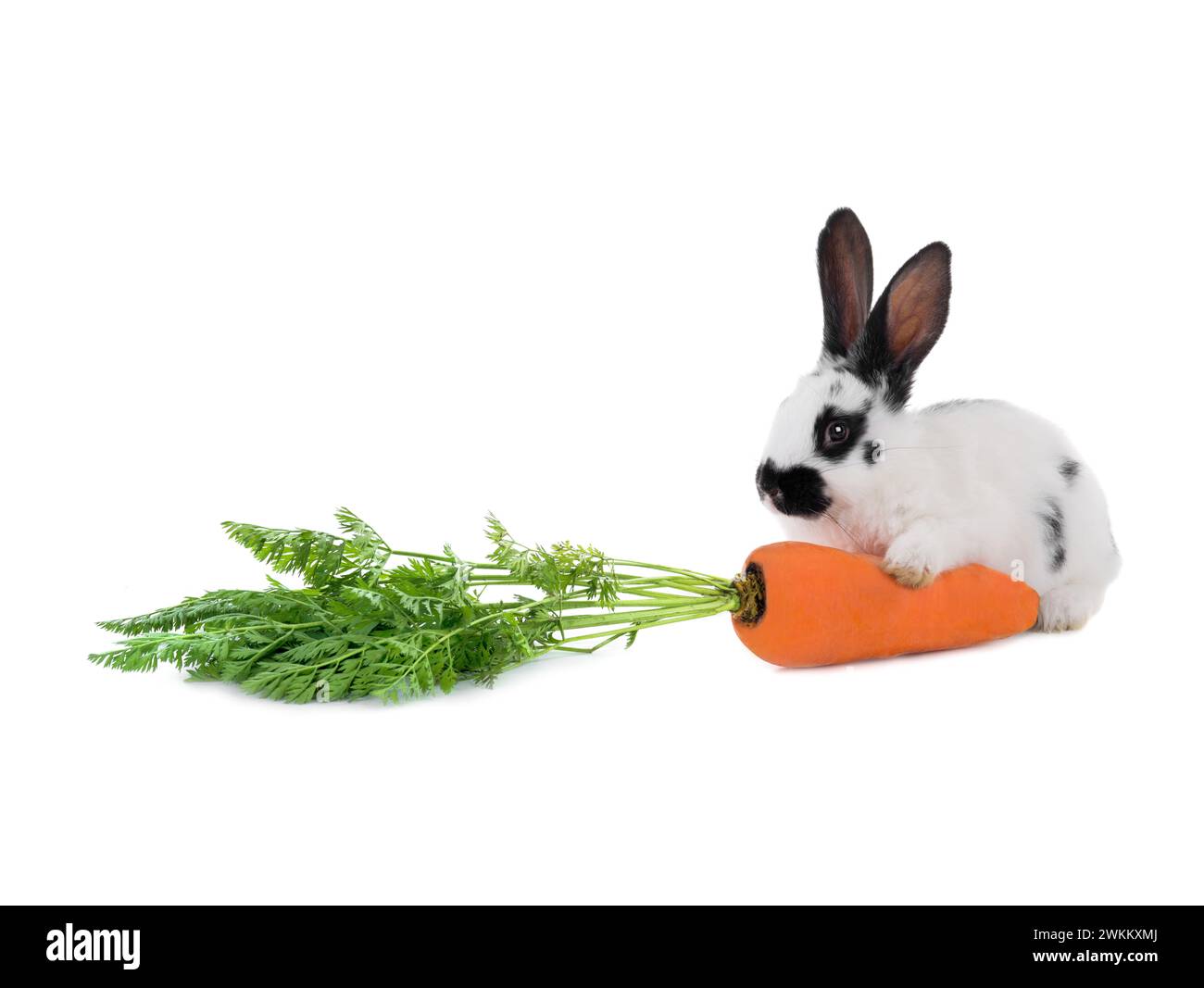 Rabbit with a carrot isolated on a white background Stock Photo - Alamy