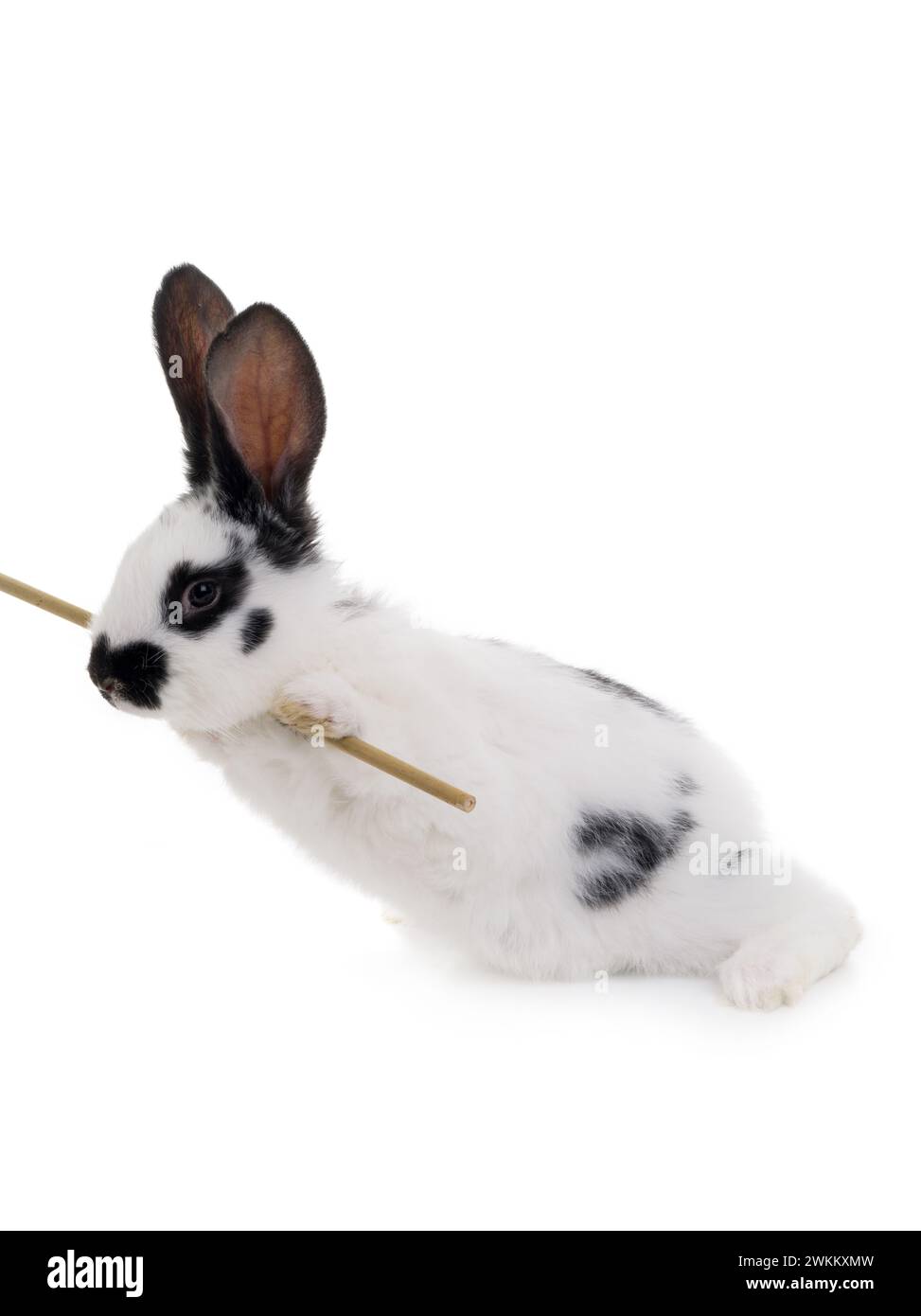 white rabbit isolated on a white background Stock Photo - Alamy