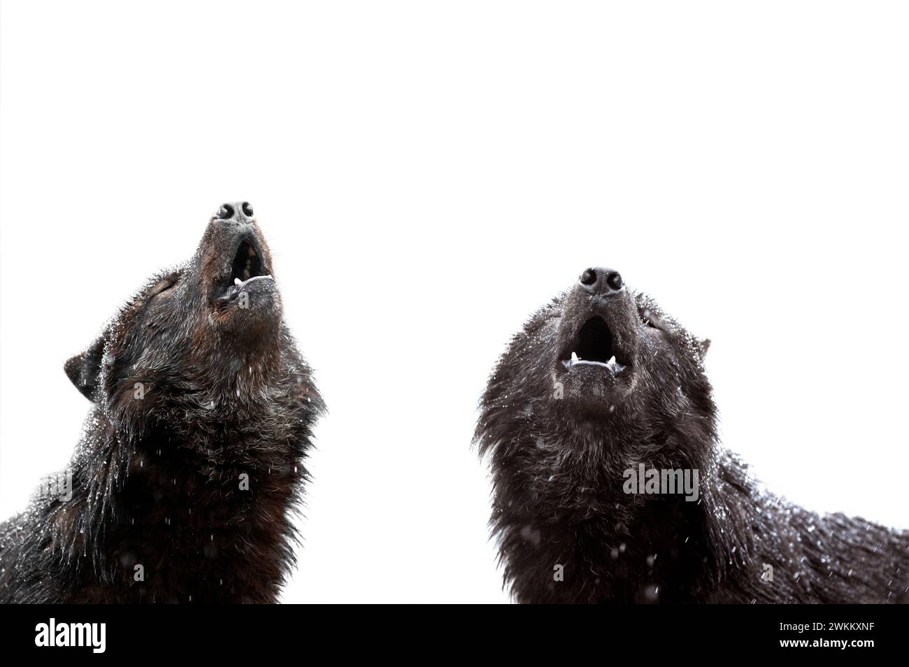 two howling wolf during a snowfall. Isolated on a white background ...