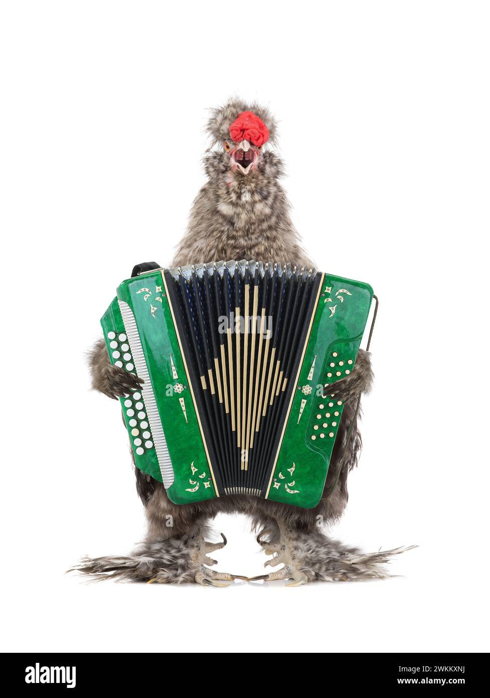 rooster sings and plays the harmonica. Isolated on a white background ...