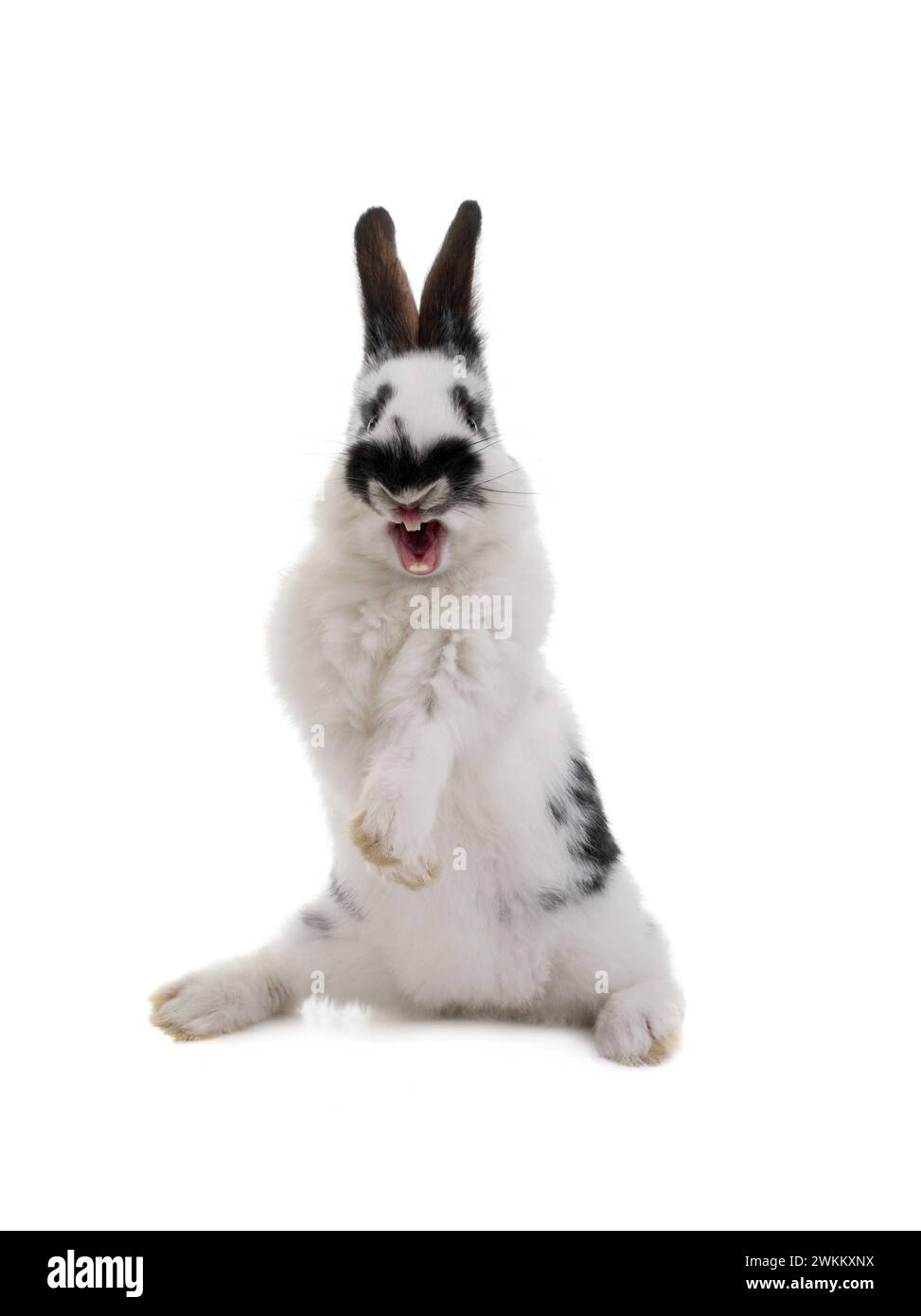 white rabbit with black spots stands on its hind legs isolated on a ...