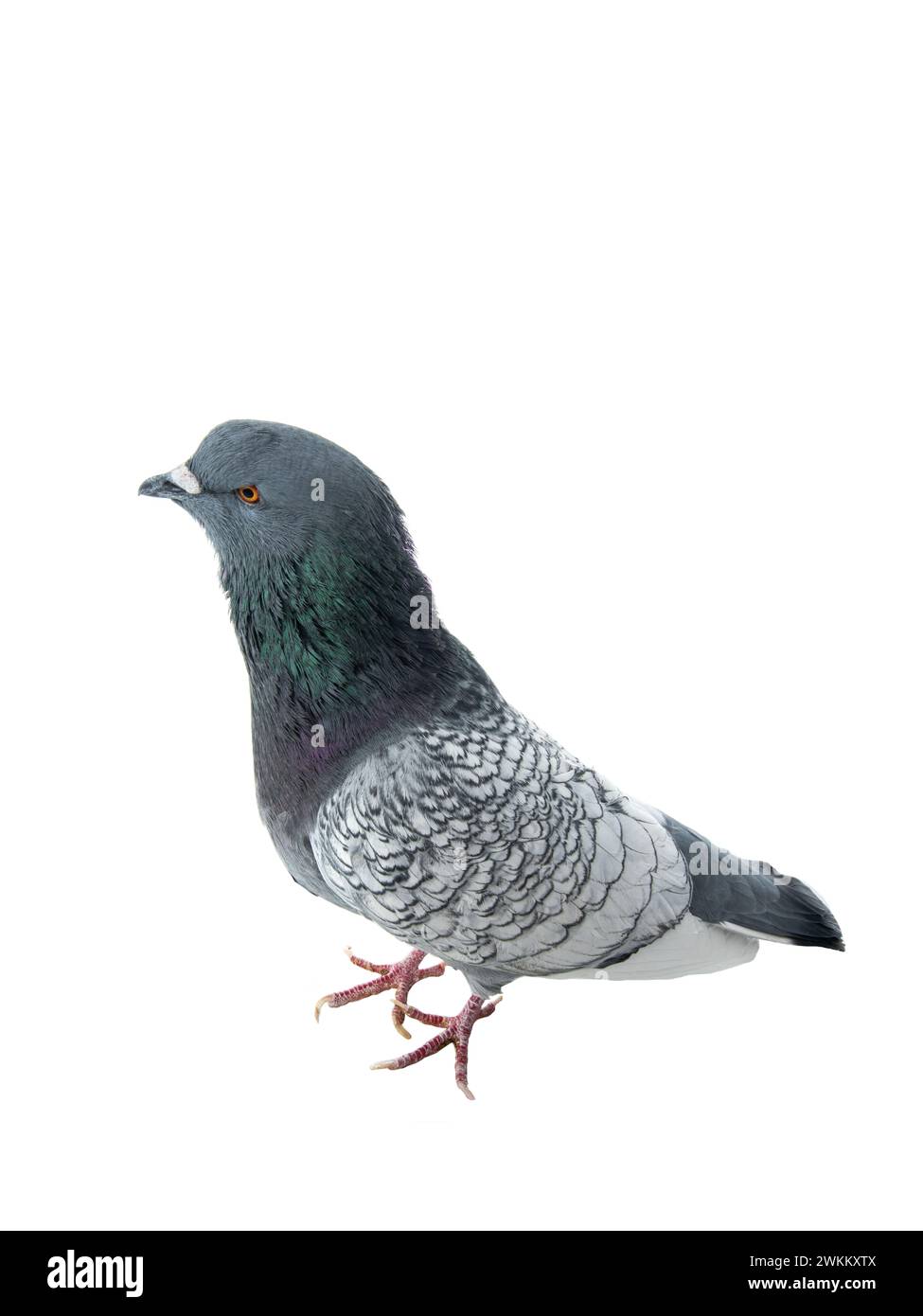 Plumage on a pigeon Cut Out Stock Images & Pictures - Alamy