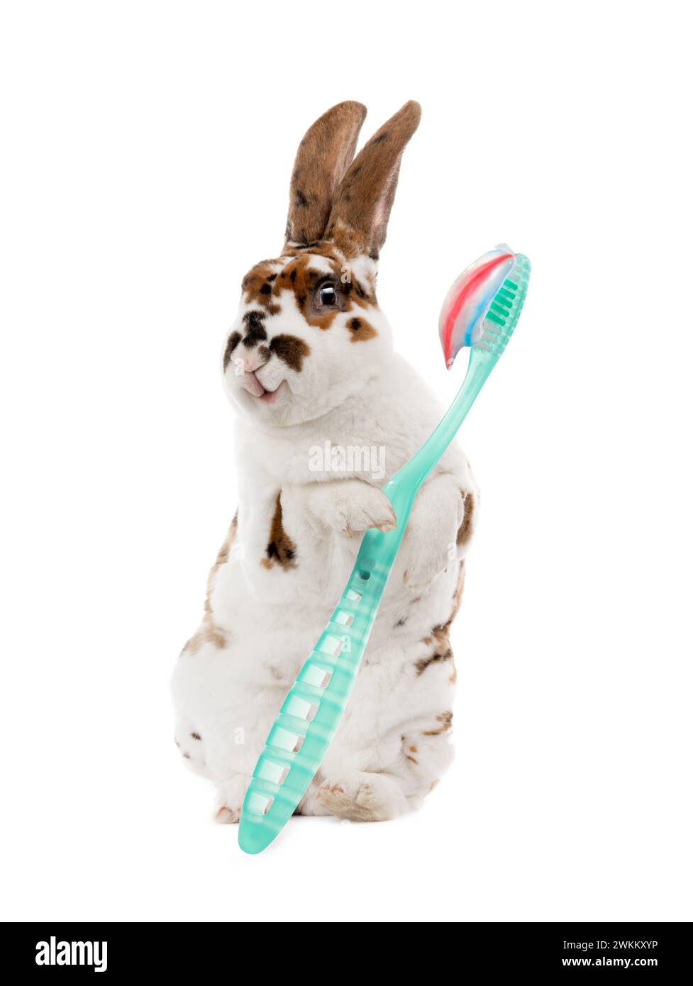standing smiling bunny holds in its paws a children's toothbrush ...