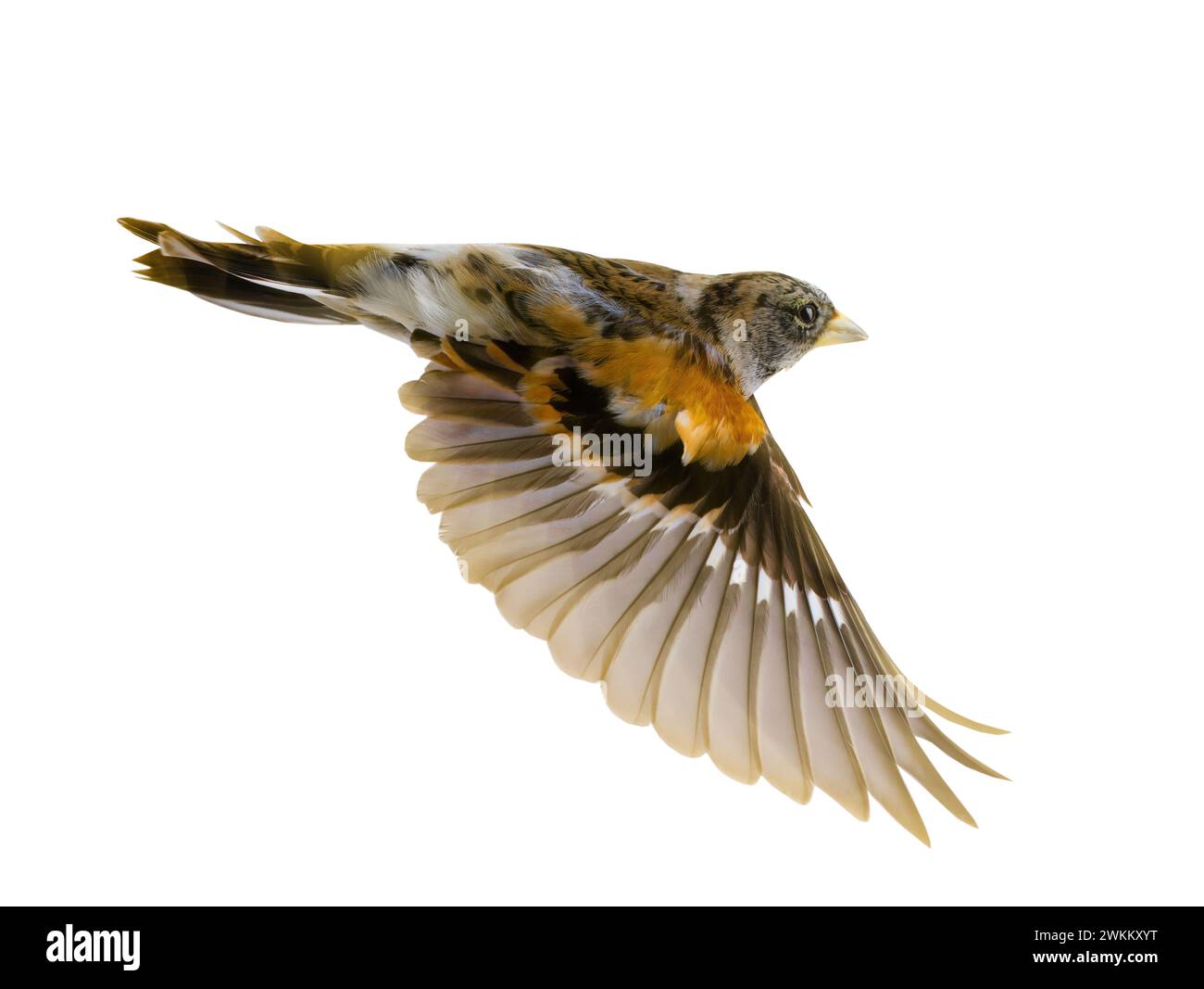 Brambling bird in flight isolated on white background Stock Photo - Alamy