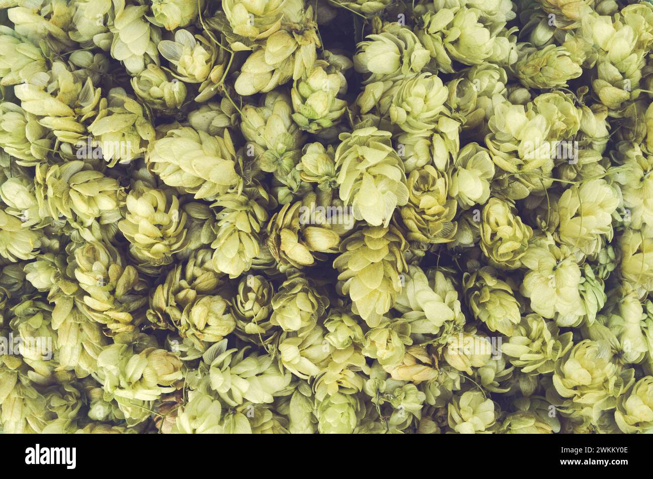 Fresh green hops and wheat spikes. Green hops, malt, ears of barley and ...