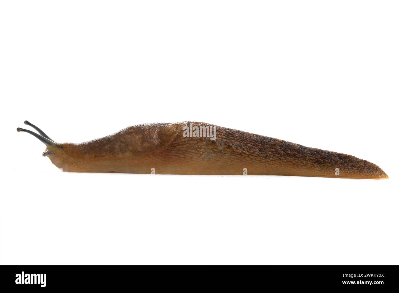 Semi-slugs isolated on white background Stock Photo - Alamy