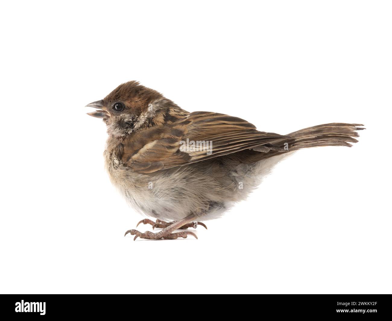 A small sparrow that flew out of the nest. isolated white background ...