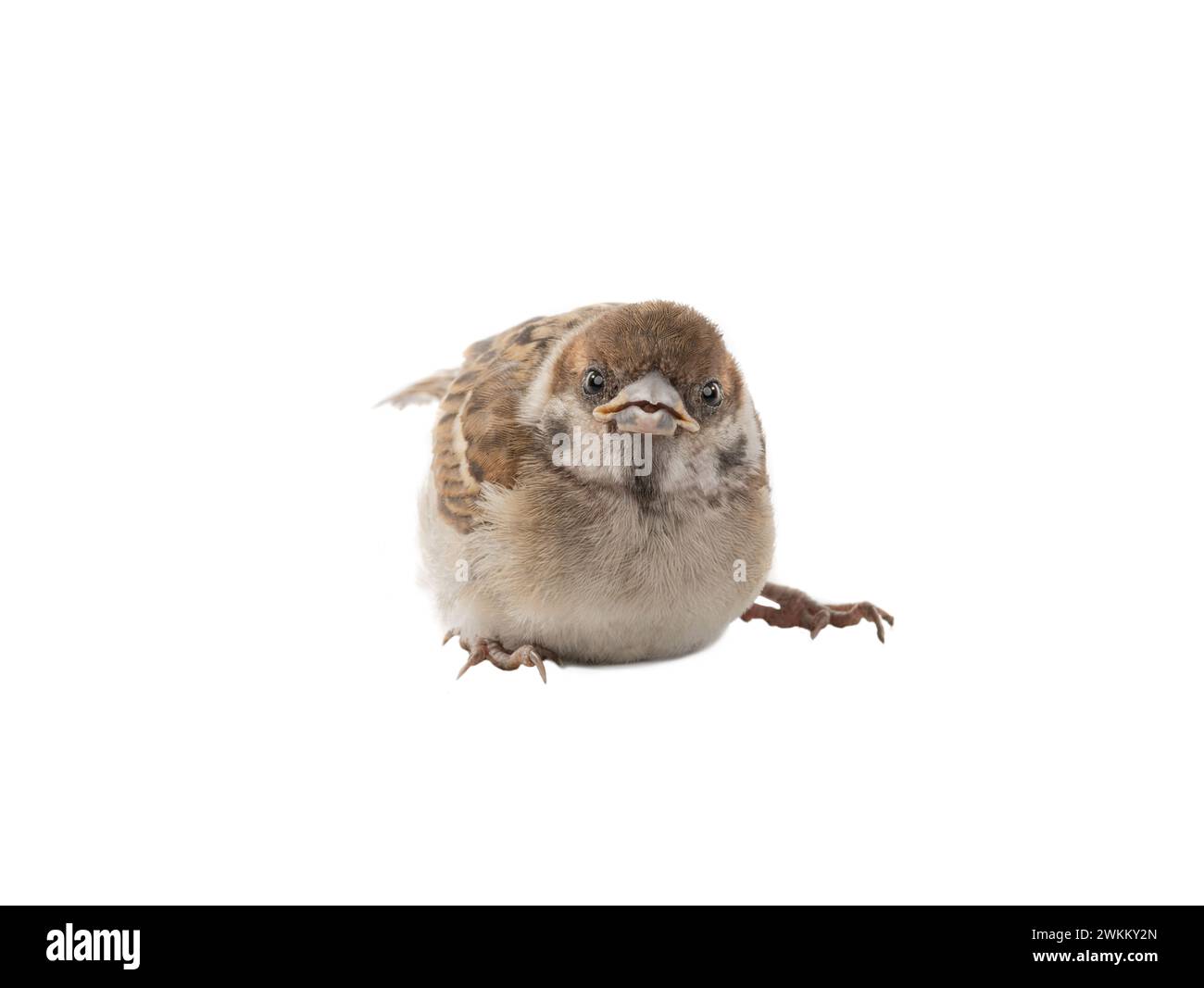 Surprised little sparrow isolated on white background Stock Photo - Alamy