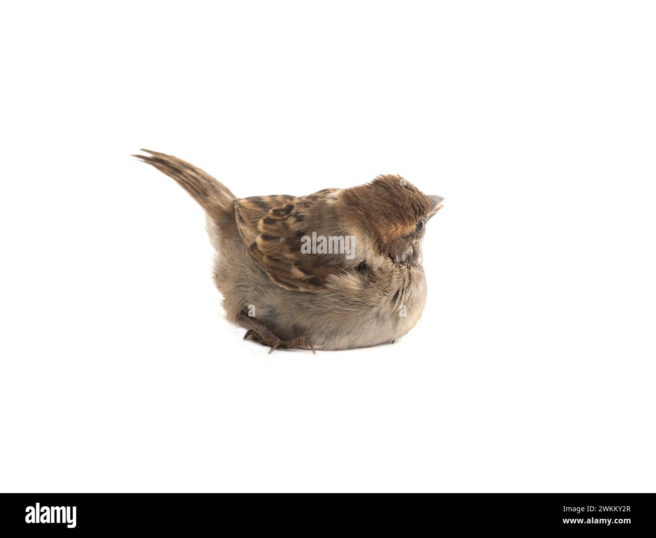 Surprised little sparrow isolated on white background Stock Photo - Alamy