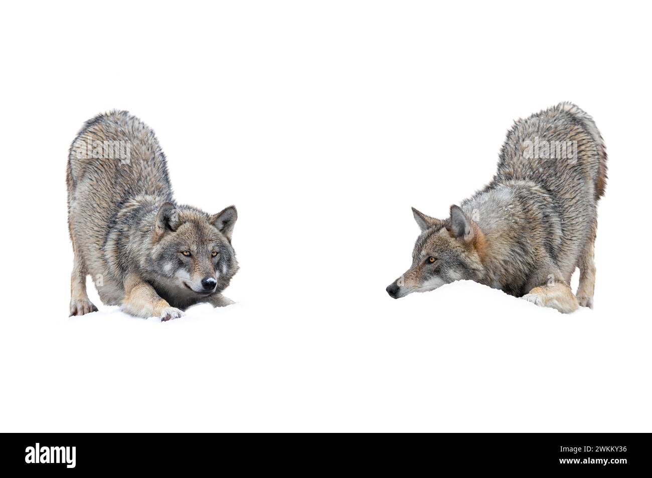 Two wolves to isolated on white background Stock Photo - Alamy